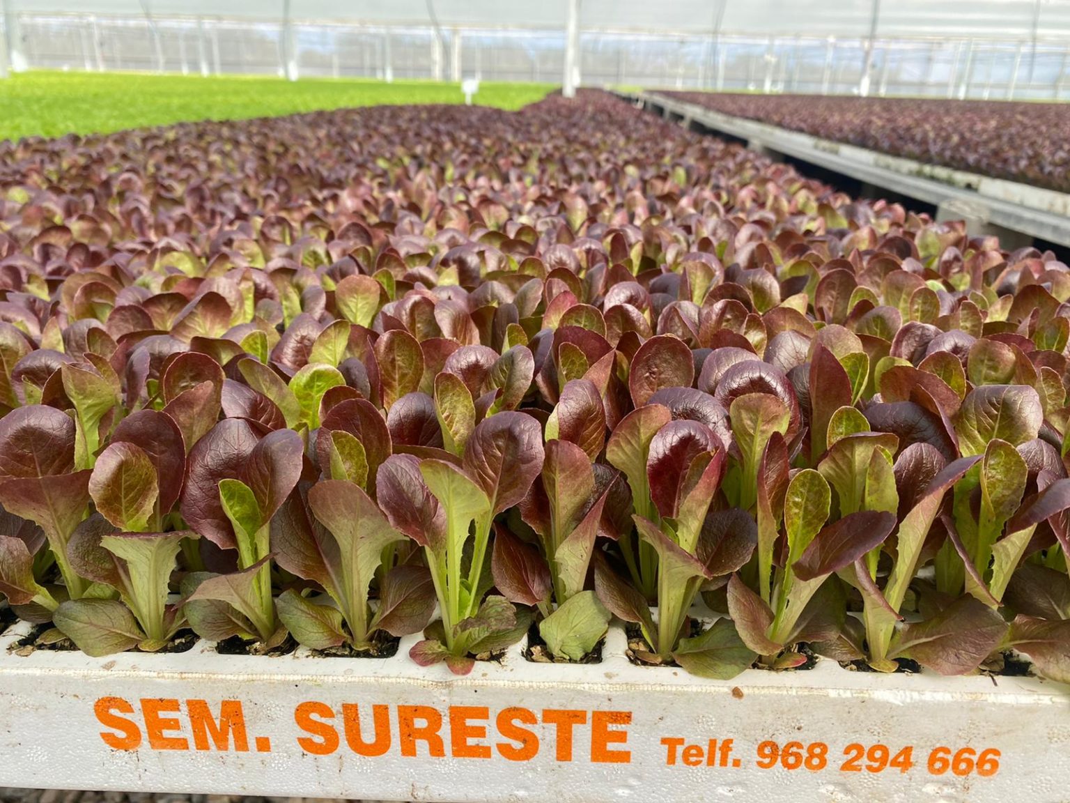 Lechuga baby roja (Lactuca sativa) – Semilleros del Sureste