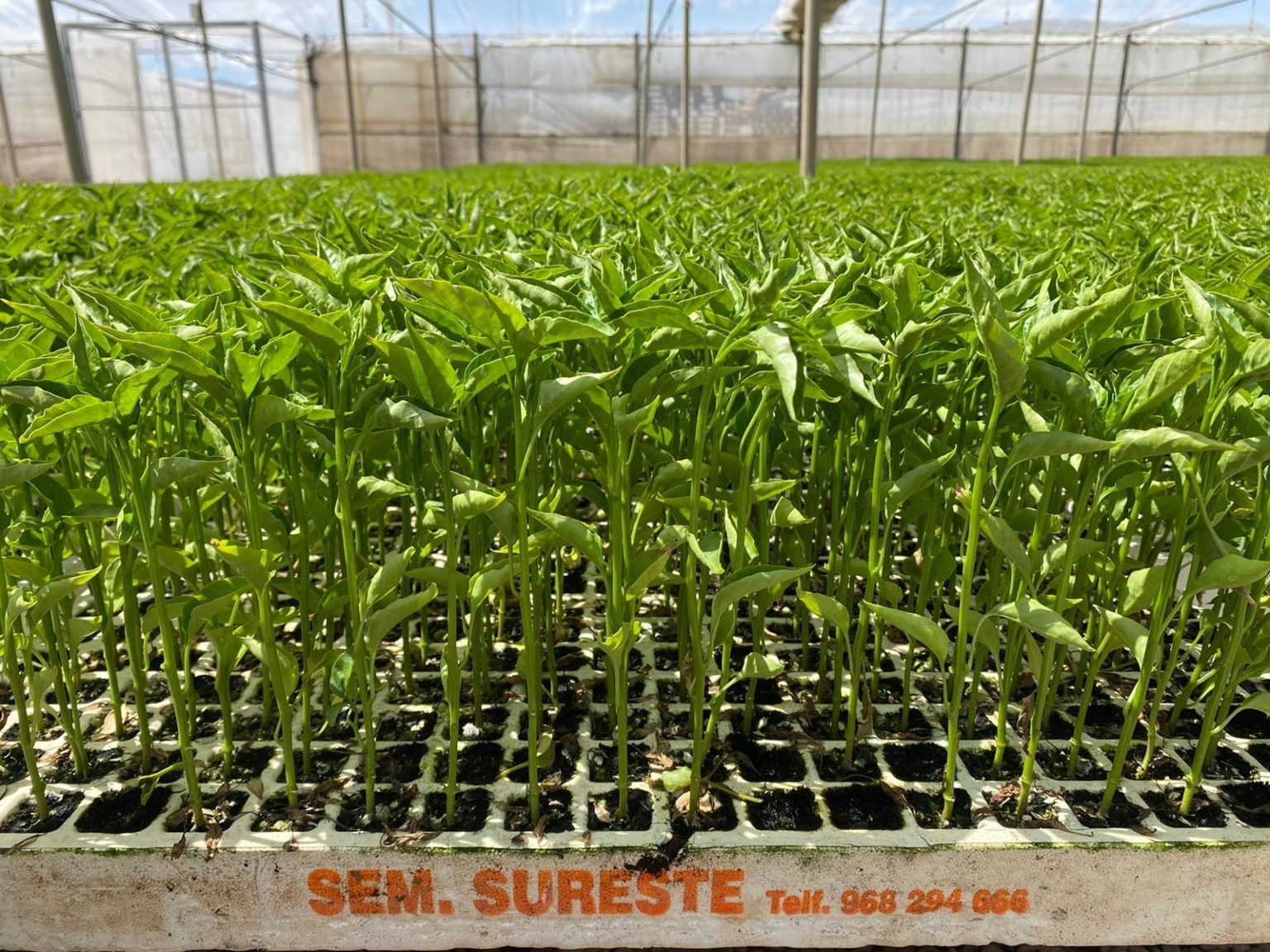 Pimiento lamuyo (Capsicum annuum) – Semilleros del Sureste